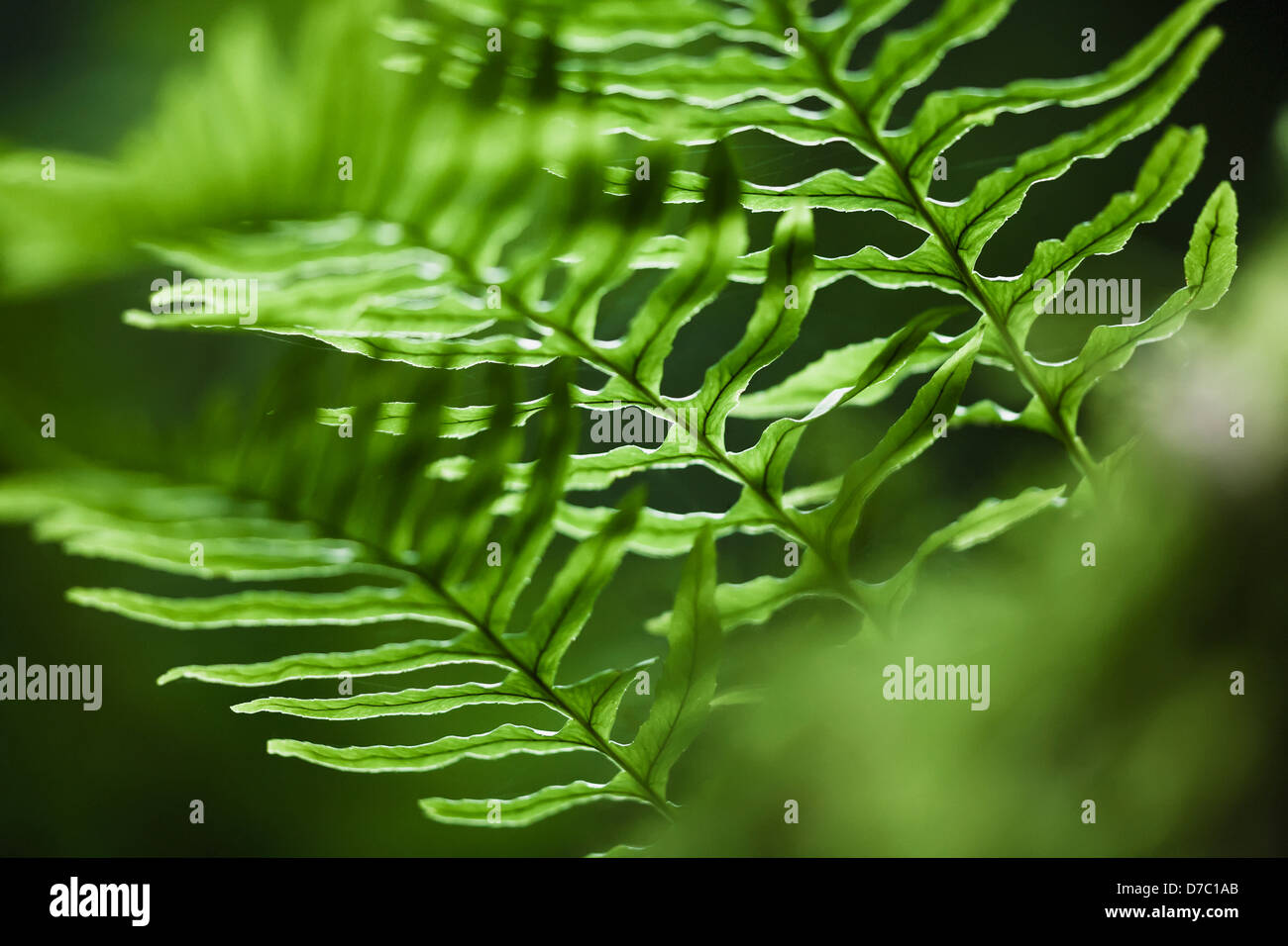 Outlined with sunlight hi-res stock photography and images - Alamy