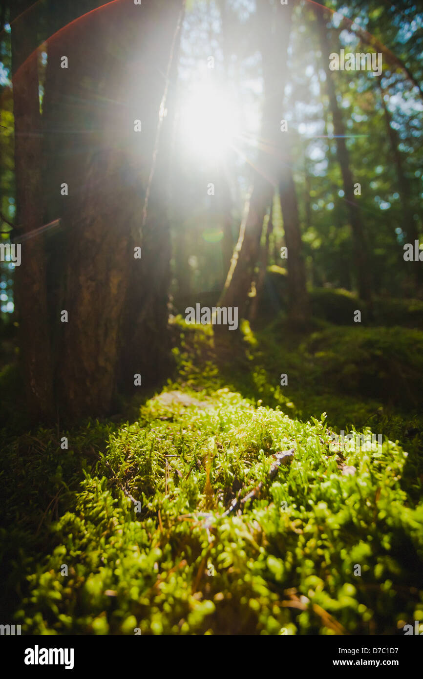 Sunlight streaming through cedar trees in a mossy forest;British ...