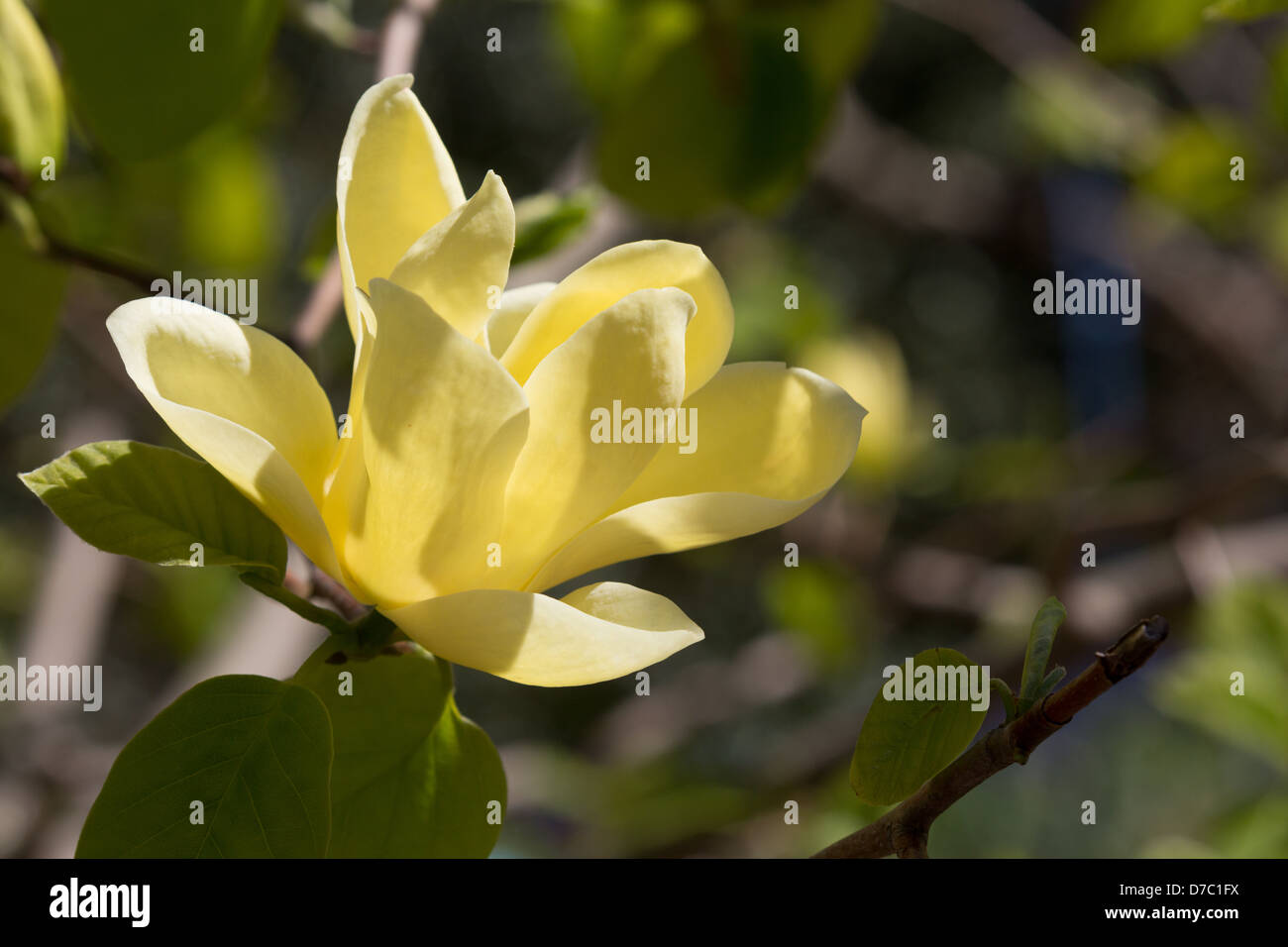 Yellow Magnolia High Resolution Stock Photography and Images - Alamy
