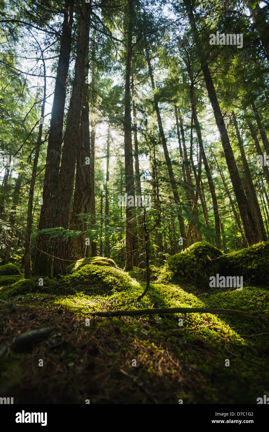 Mossy cedar trunks hi-res stock photography and images - Alamy