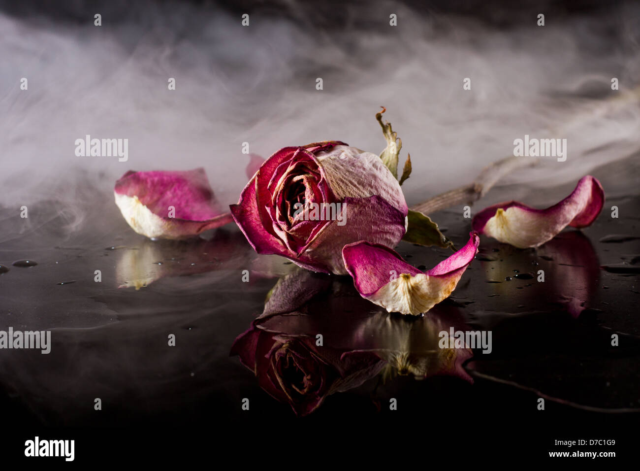 dramatic close up of a dried rose is a dark foggy setting Stock Photo ...