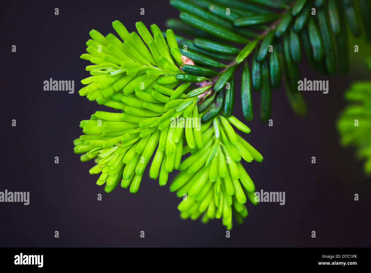 The color of new growth on a sprig of balsam fir;British columbia ...