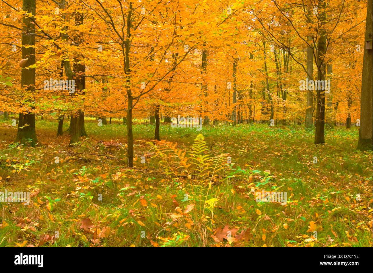 Deciduous forest in autumn Stock Photo - Alamy