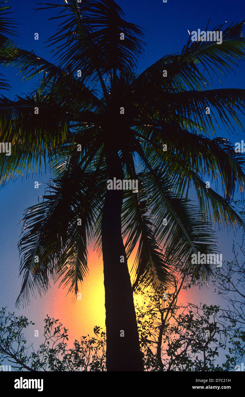 Palm tree, setting sun Stock Photo - Alamy