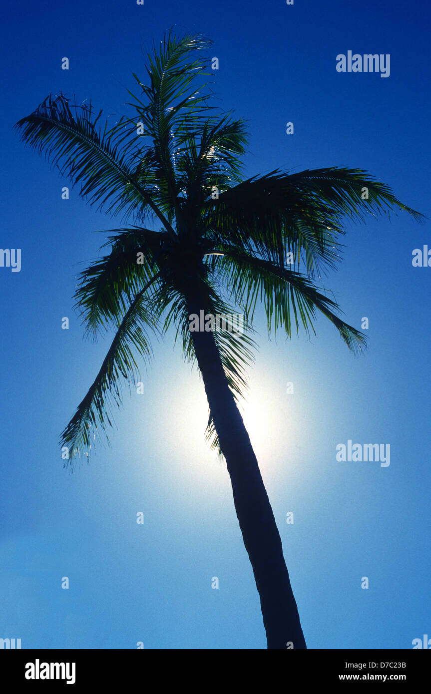 Tal palm hi-res stock photography and images - Alamy