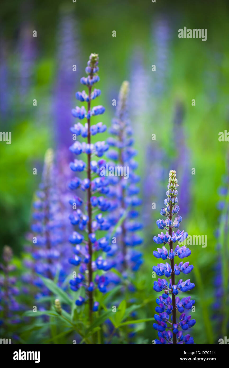 Purple lupin fields hi-res stock photography and images - Alamy