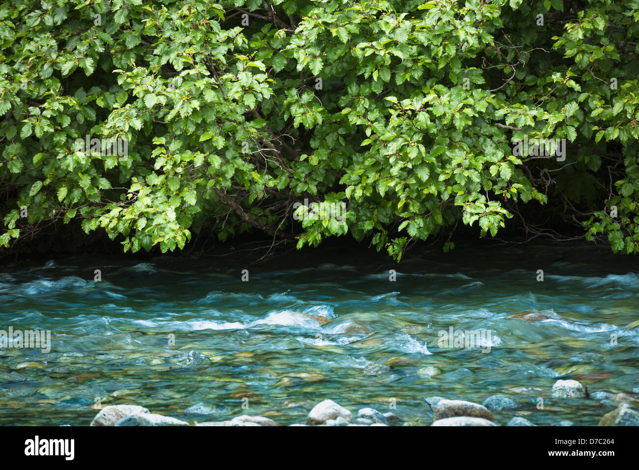 Branches overhanging water hi-res stock photography and images - Alamy