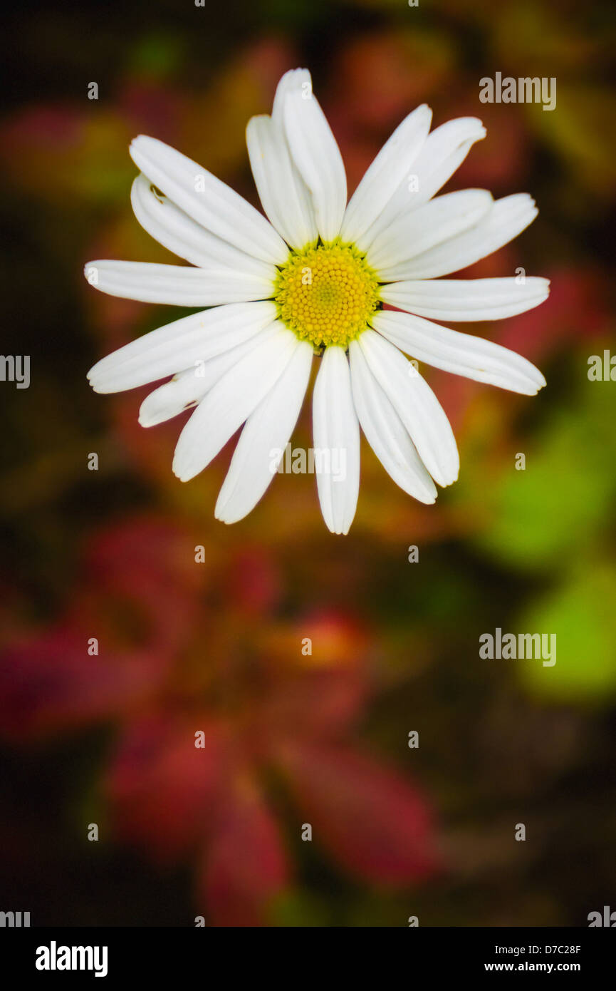 A daisy with fall colors in the background;British columbia canada ...
