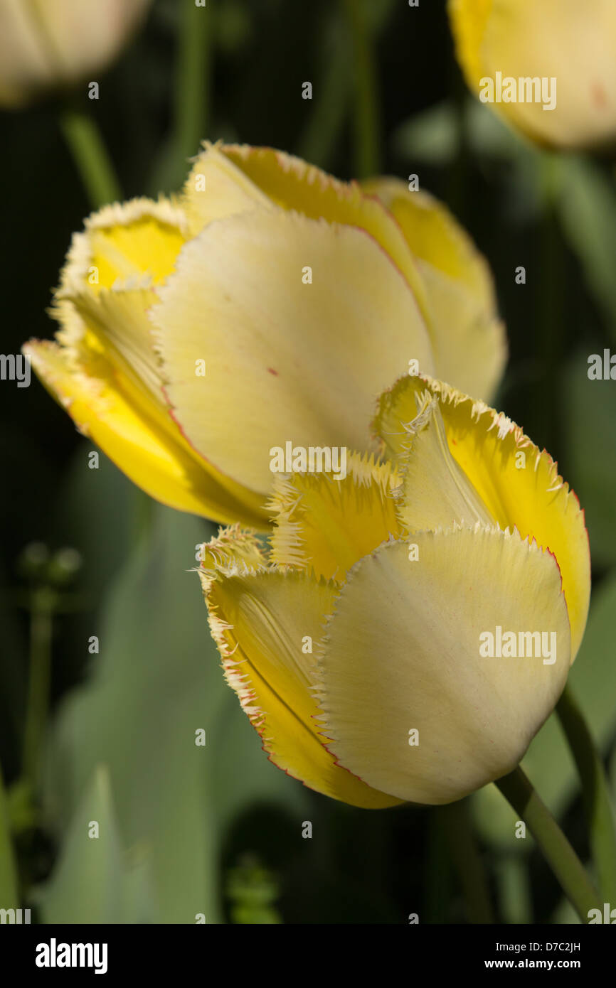 Yellow "Max Durand" Tulips at the Brooklyn Botanic Garden, New York, NY ...