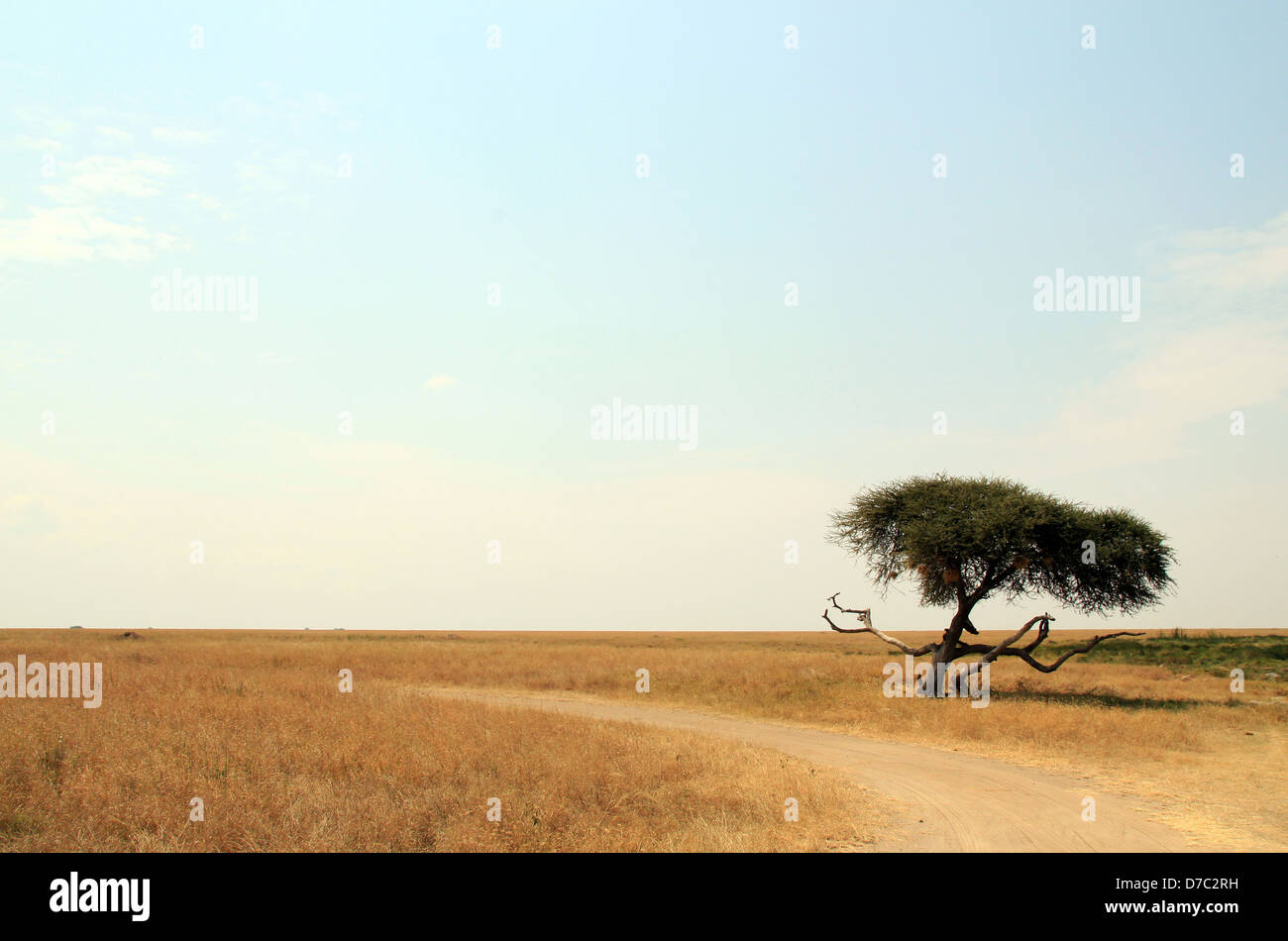 Acacia in the plain hi-res stock photography and images - Alamy