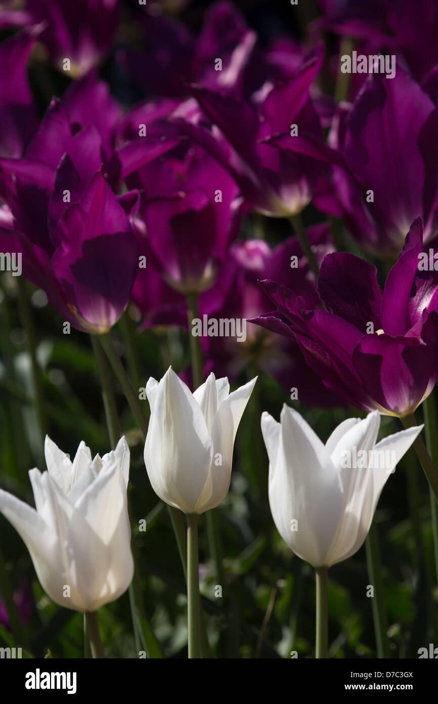 Cistula hi-res stock photography and images - Alamy