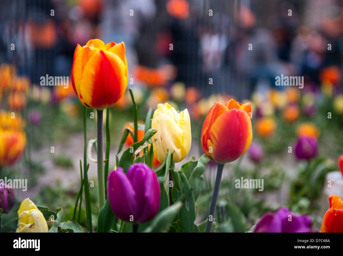 Spring amsterdam hi-res stock photography and images - Alamy