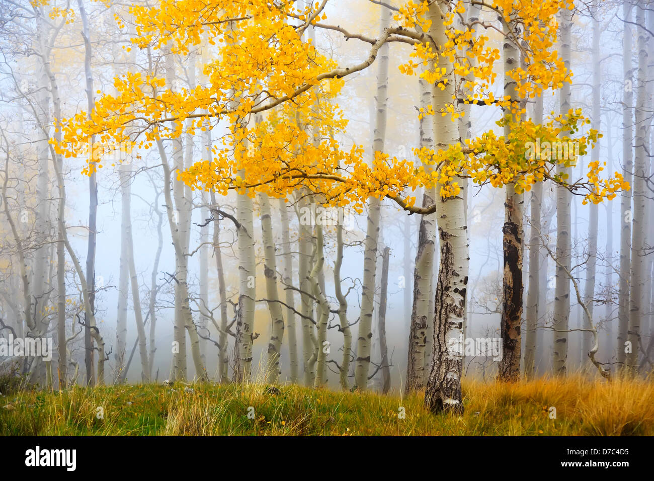 Aspen in the fog, near Colorado's Last Dollar Rd Stock Photo - Alamy