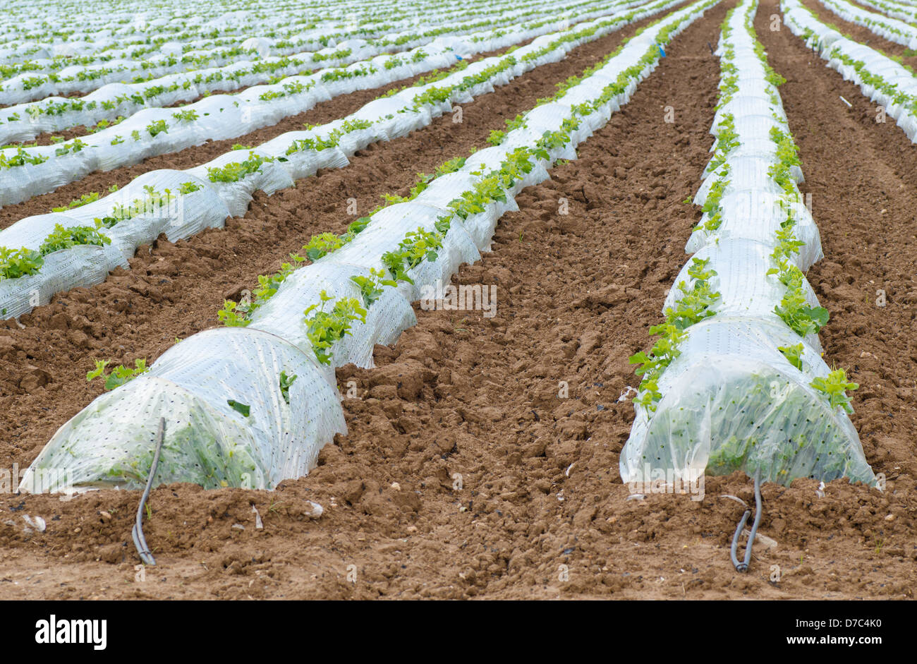Plastic mulch protecting still small vegetable seedlings Stock Photo ...