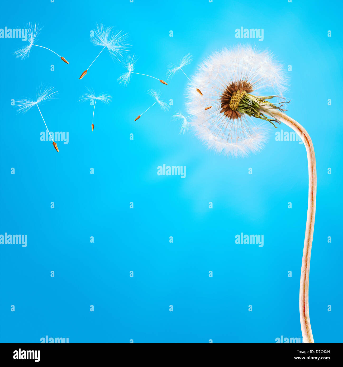 Dandelion flower with flying dandelion seeds hi-res stock photography ...