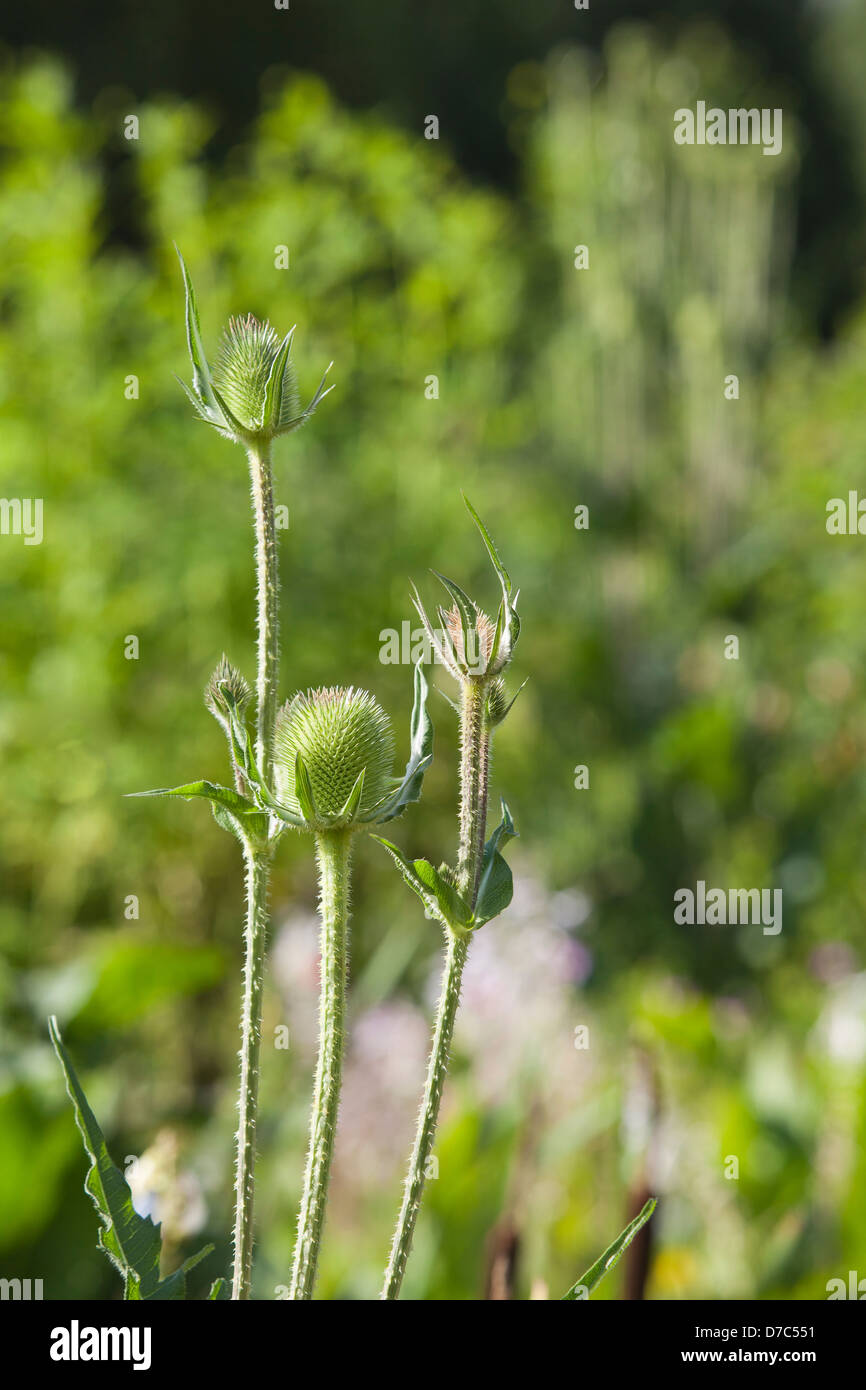Thistle flower Stock Photo - Alamy