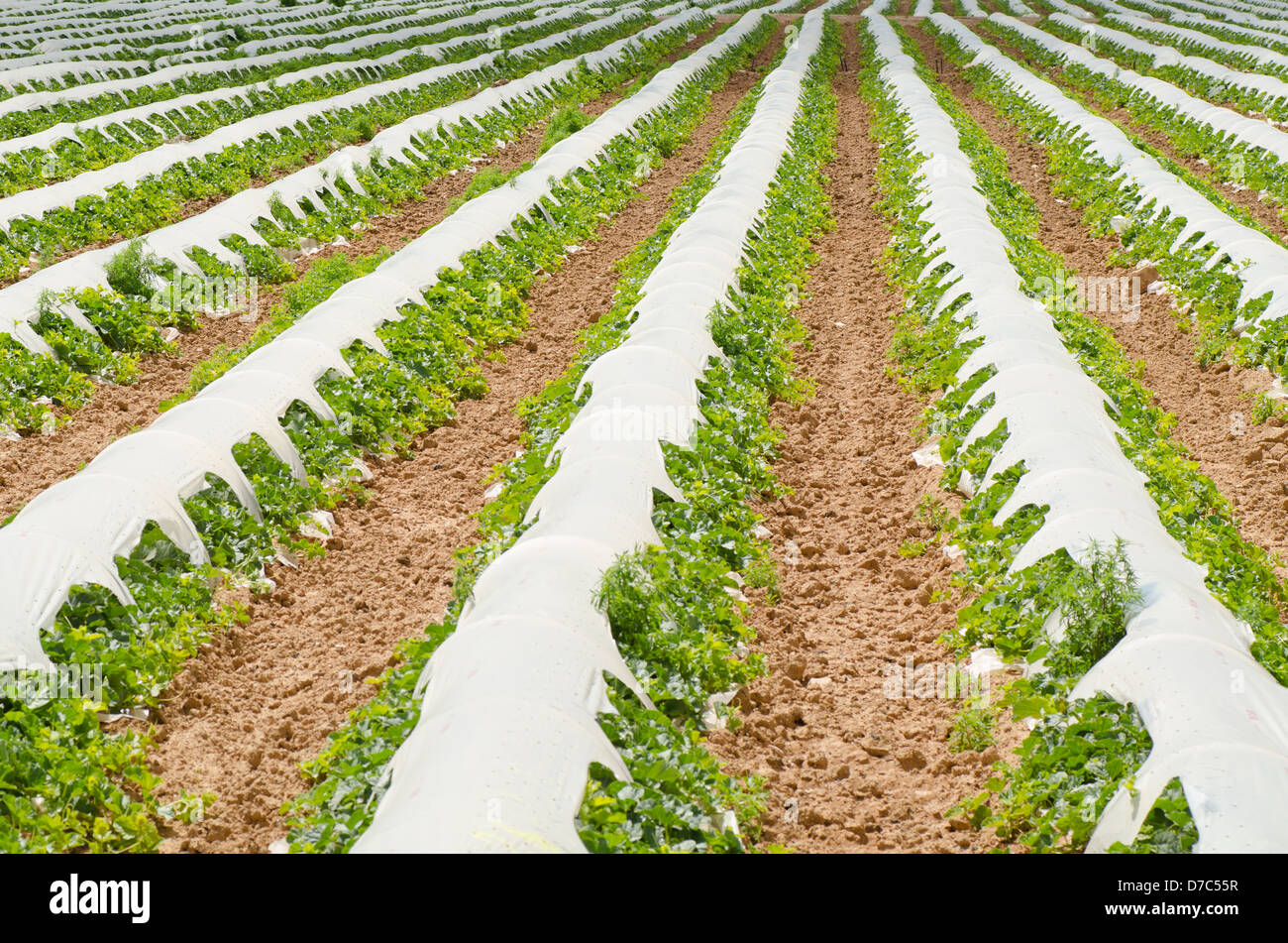 Plastic mulch fields hi-res stock photography and images - Alamy