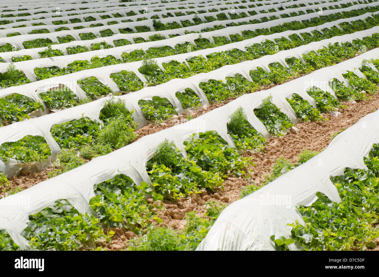 Cover crop seedbed hi-res stock photography and images - Alamy