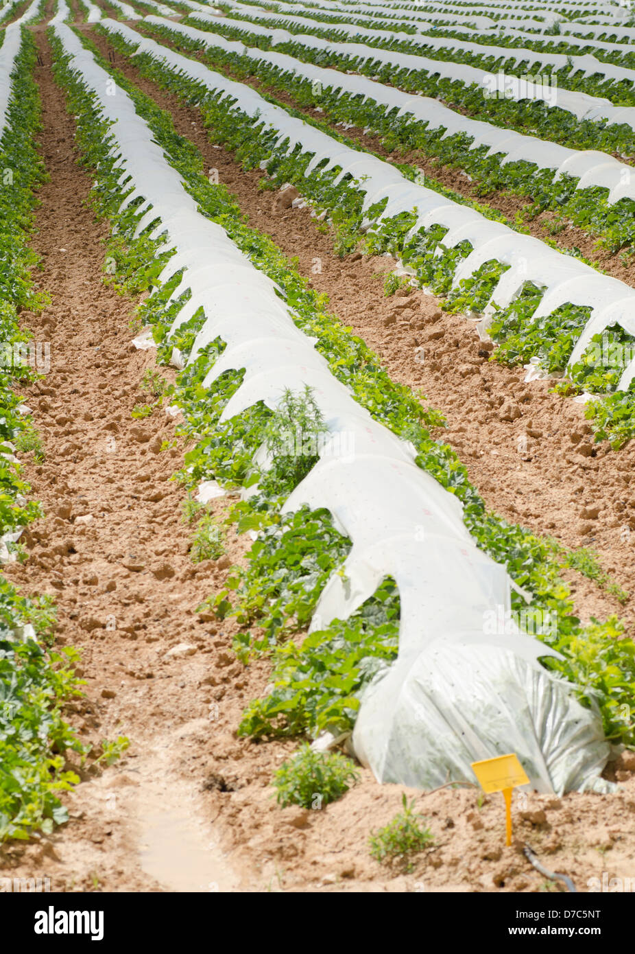 Rows of plastic covered vegetable seedlings on a plantation Stock Photo ...