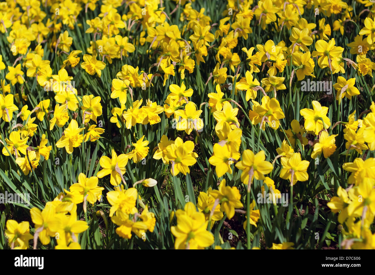 A field of bright yellow spring daffodil flowers Stock Photo - Alamy