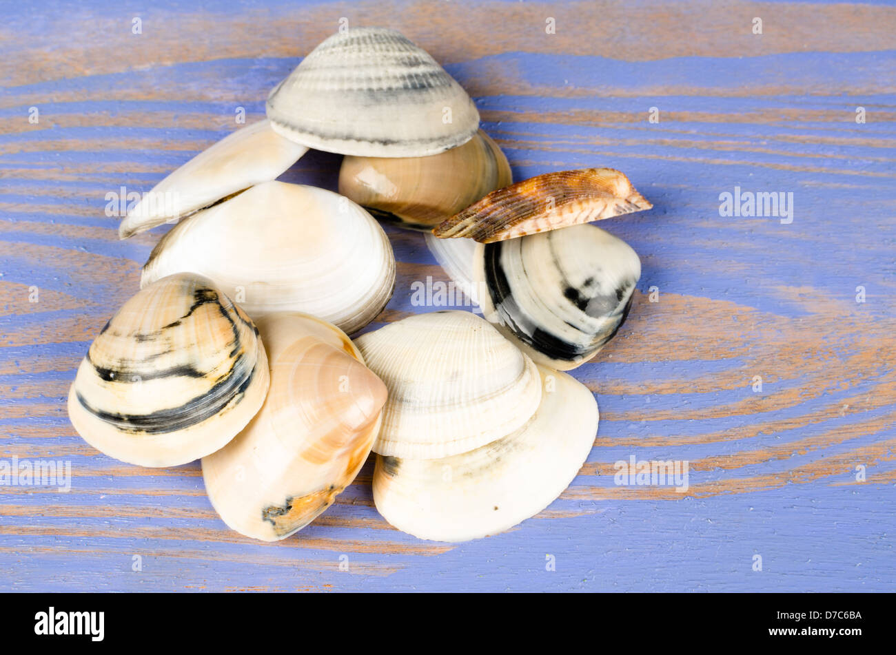 Assorted empty shells photographed on a blue background Stock Photo - Alamy