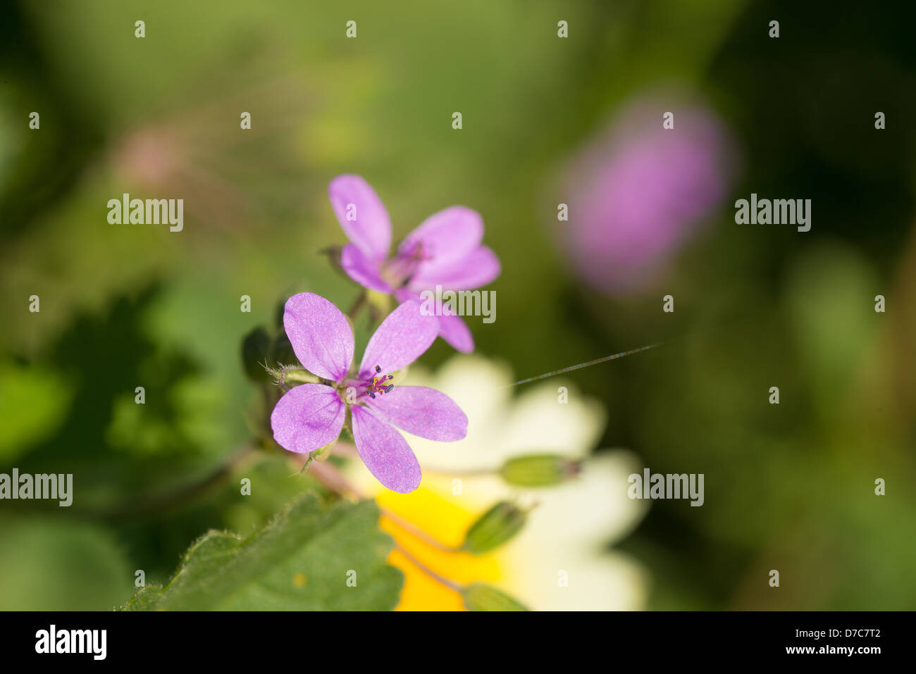 Storksbill weed hi-res stock photography and images - Alamy