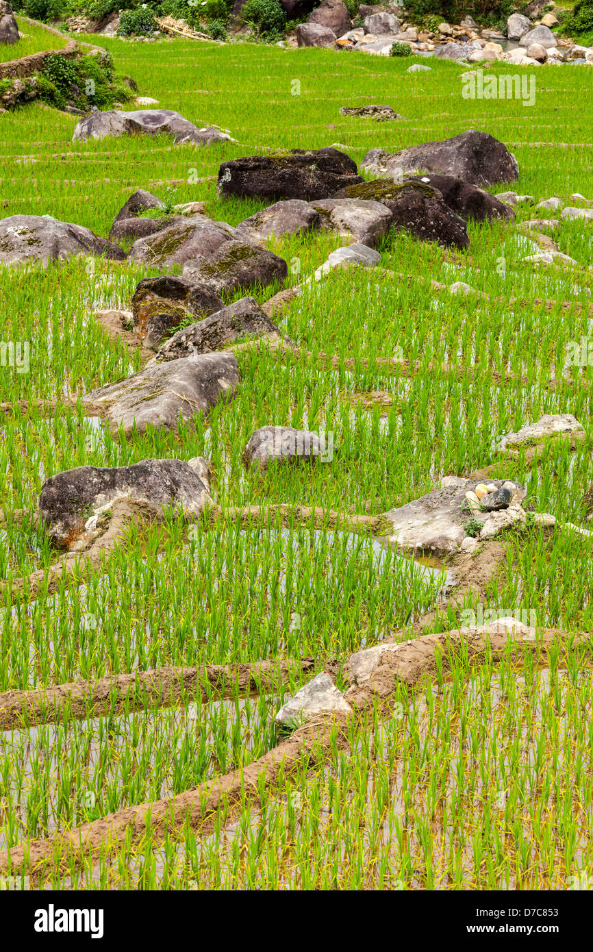 Rice field terraces (rice paddy). Near Cat Cat village, near Sapa ...