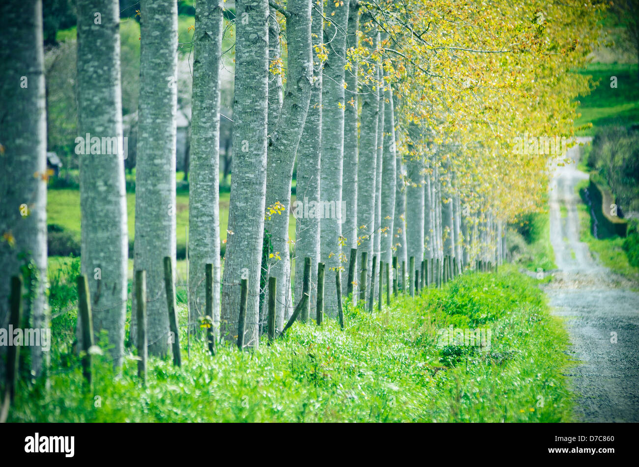 tree line parallel to the lonely road Stock Photo - Alamy
