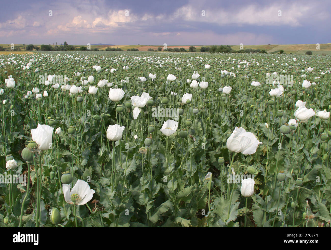 Opium hi-res stock photography and images - Alamy