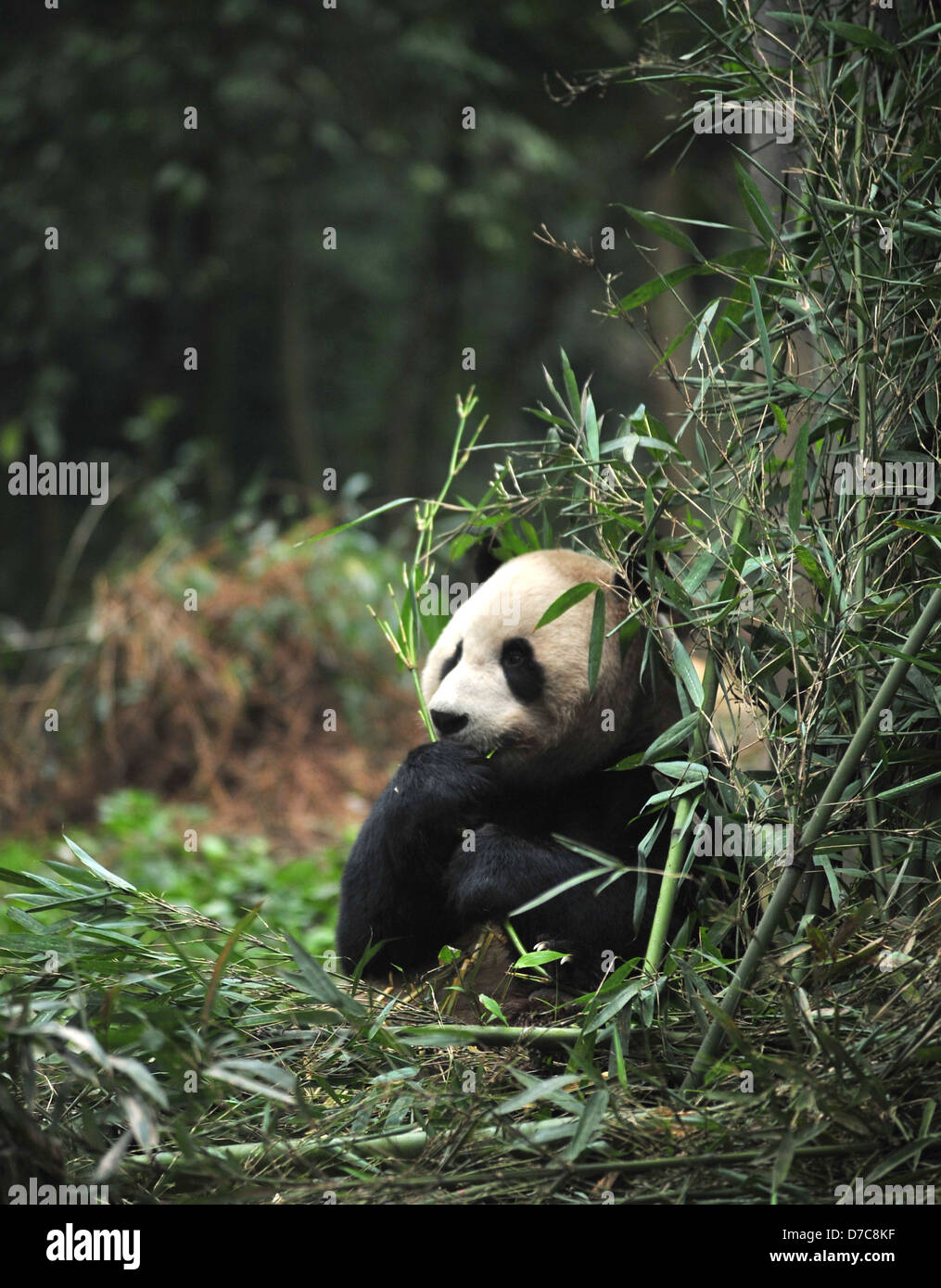 Panda Yang Guang enjoys its last supper at Bifengxia Panda Base in Ya ...