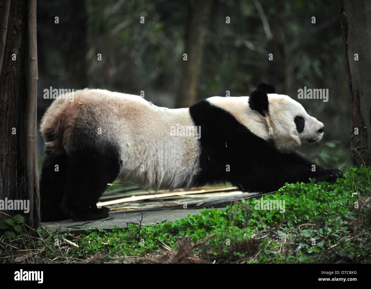 Panda Tian Tian stretches its limbs after waking up at the Bifengxia ...