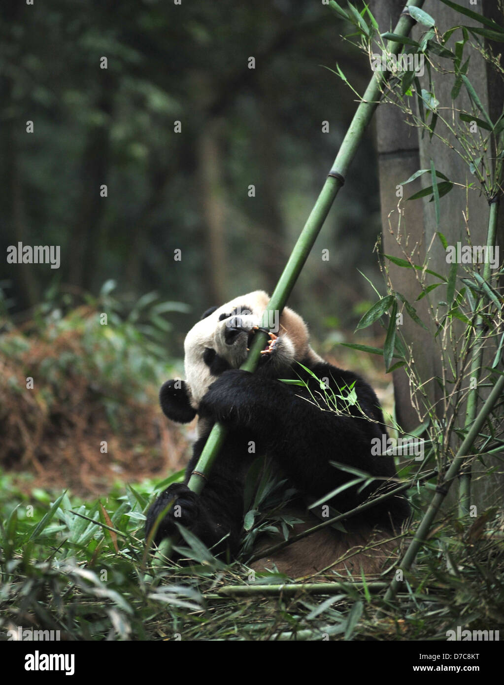 Panda Yang Guang enjoys its last supper at Bifengxia Panda Base in Ya ...
