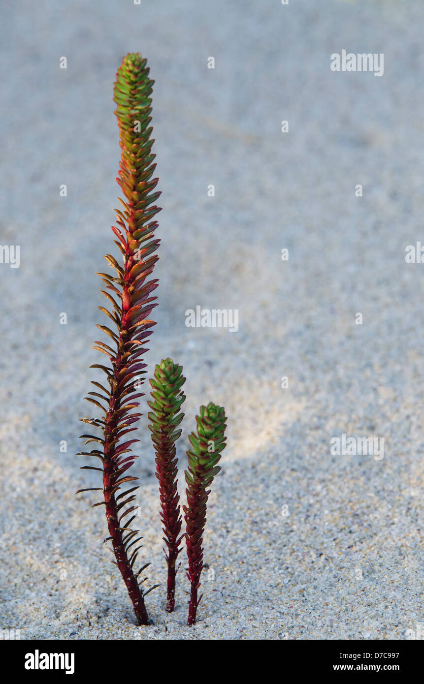 group of plants of the coast on the beach sand Stock Photo - Alamy