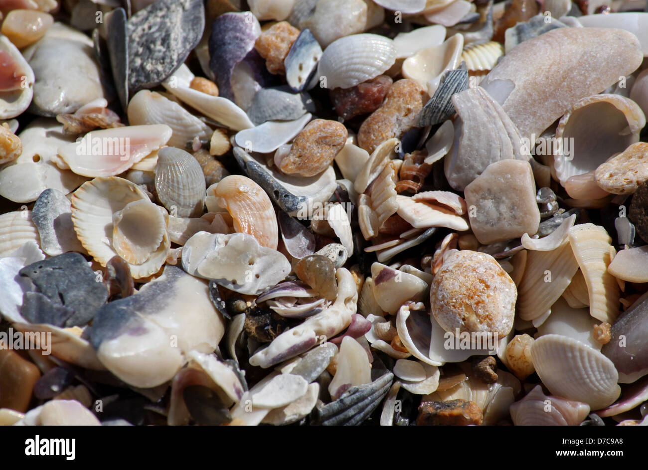 sea shells and stones at seaside Stock Photo - Alamy