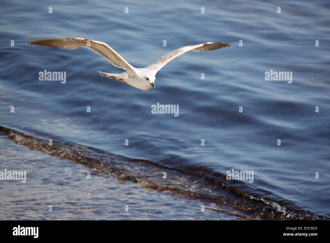 seagull flying above sea wave Stock Photo - Alamy