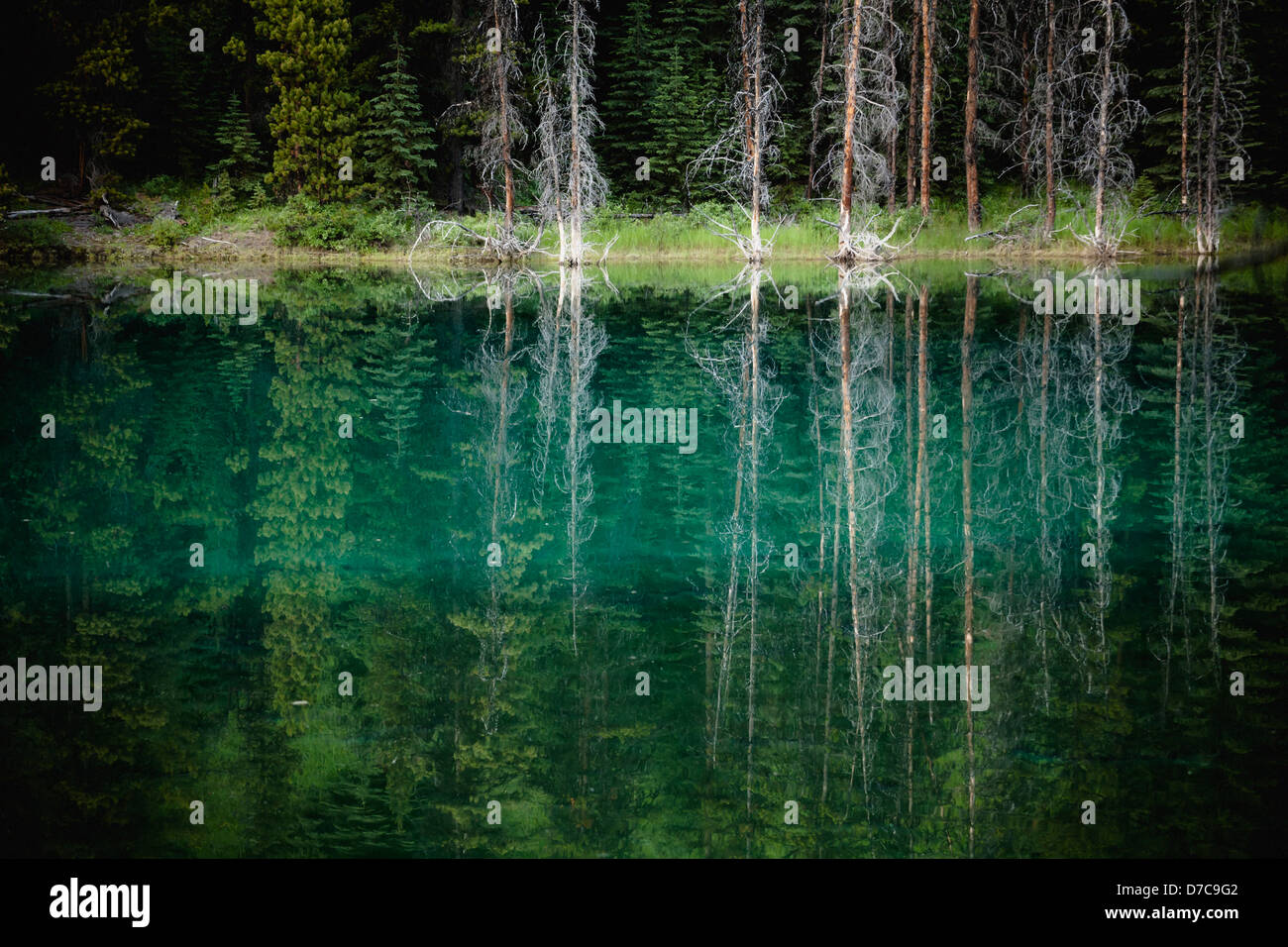 Trees reflected in the blue-green water of a small spring fed pond ...