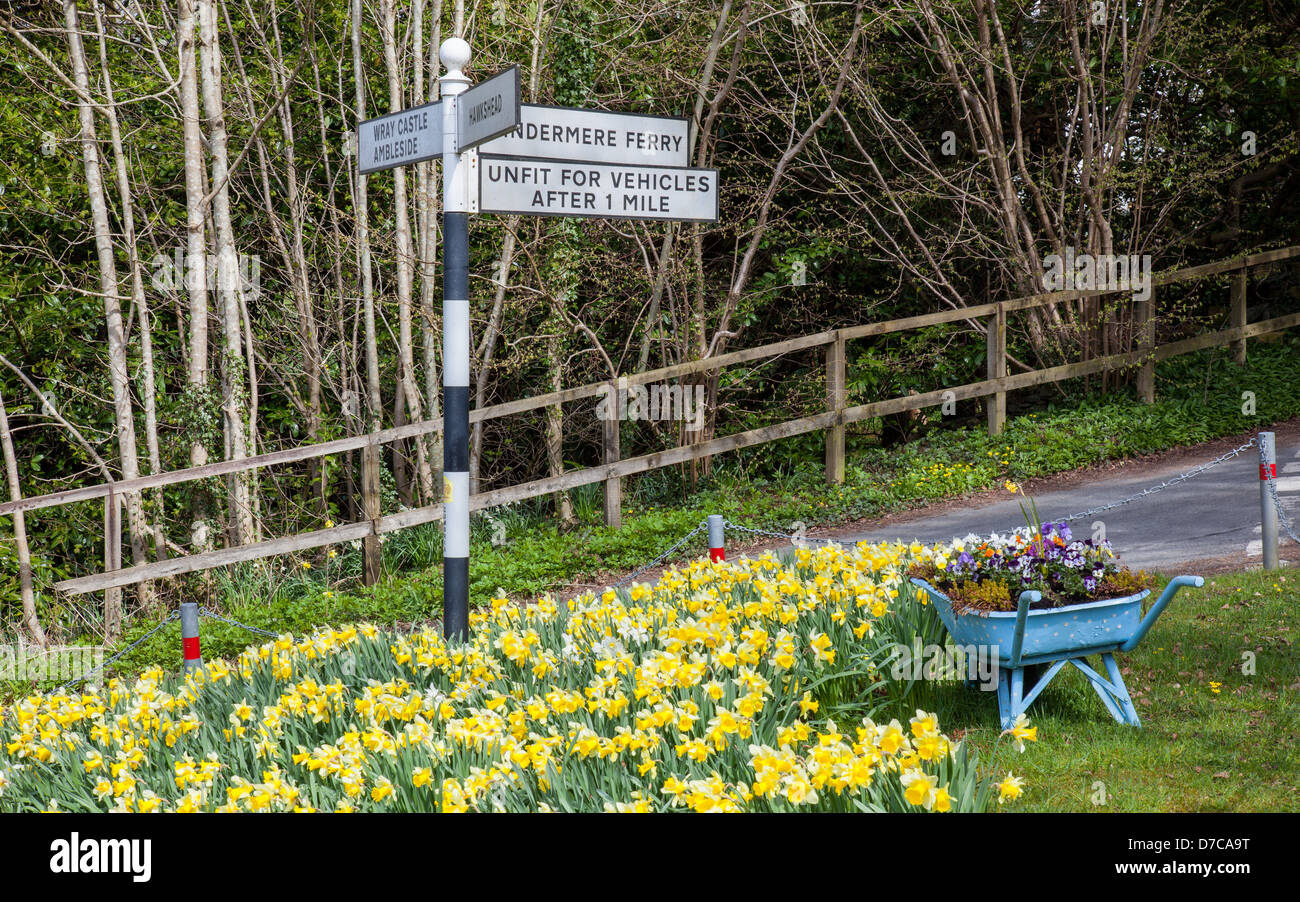 Daffodils in full bloom at a road junction in High Wray, near Ambleside ...