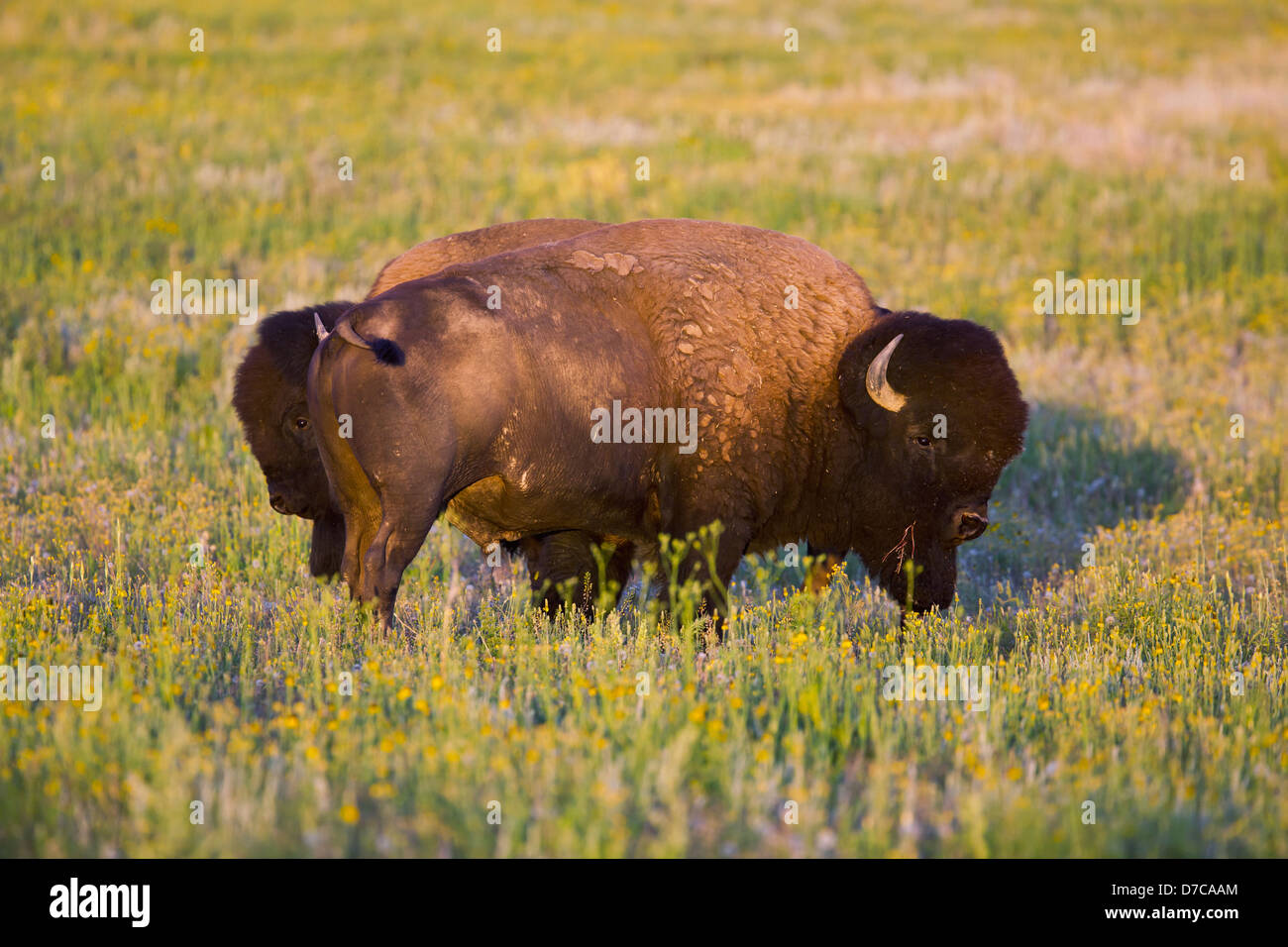 Bison In Grasslands National Park;Saskatchewan Canada Stock Photo - Alamy