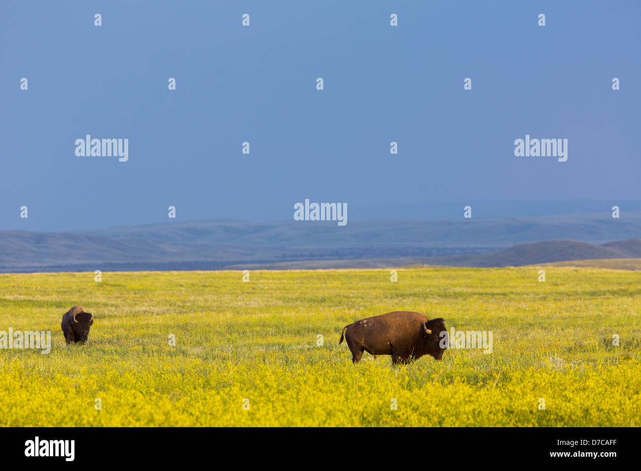 Bison In Grasslands National Park;Saskatchewan Canada Stock Photo - Alamy