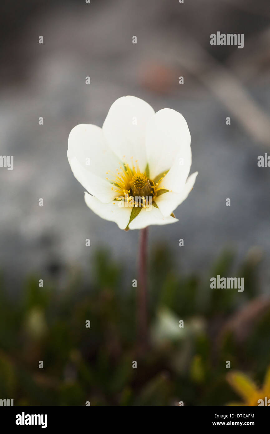 White dryad hi-res stock photography and images - Alamy