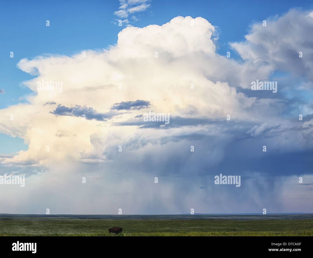 Bison Under A Passing Storm Over The Prairies In Grasslands National ...