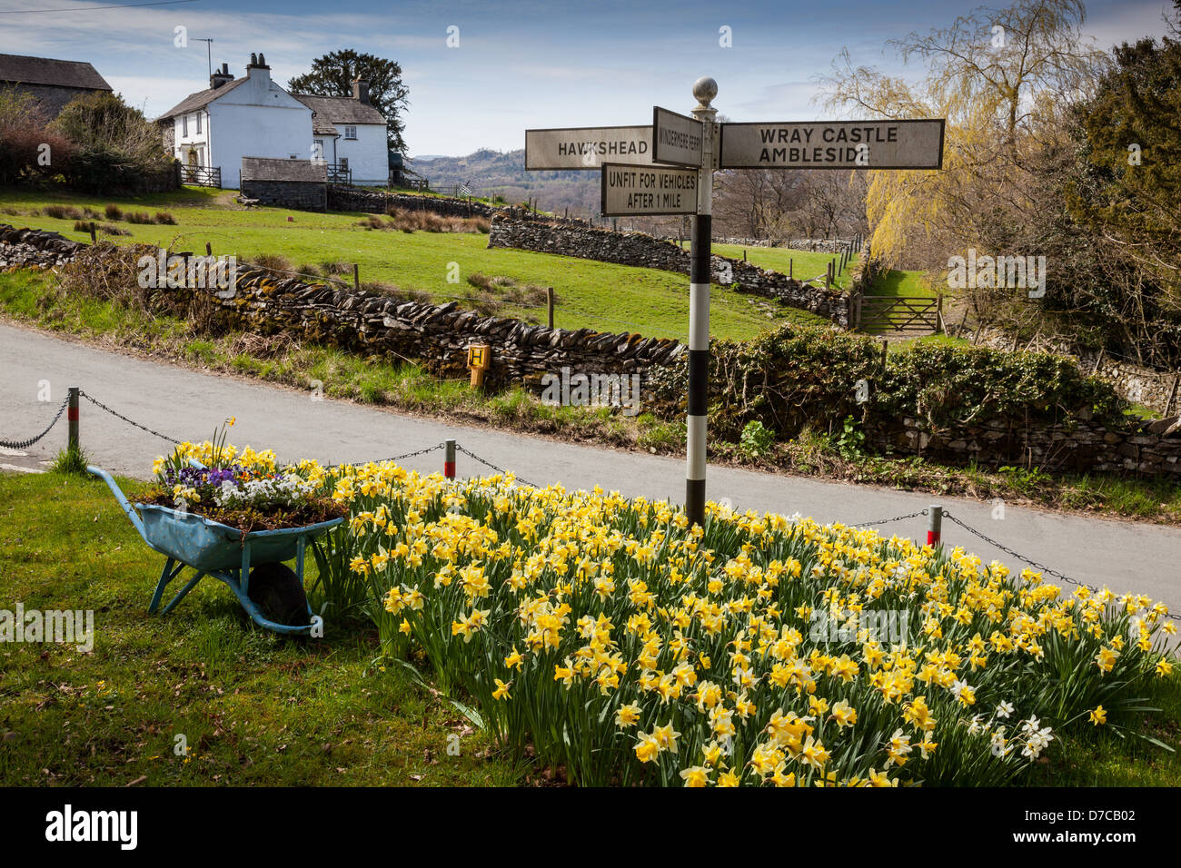 Daffodils in full bloom at a road junction in High Wray, near Ambleside ...