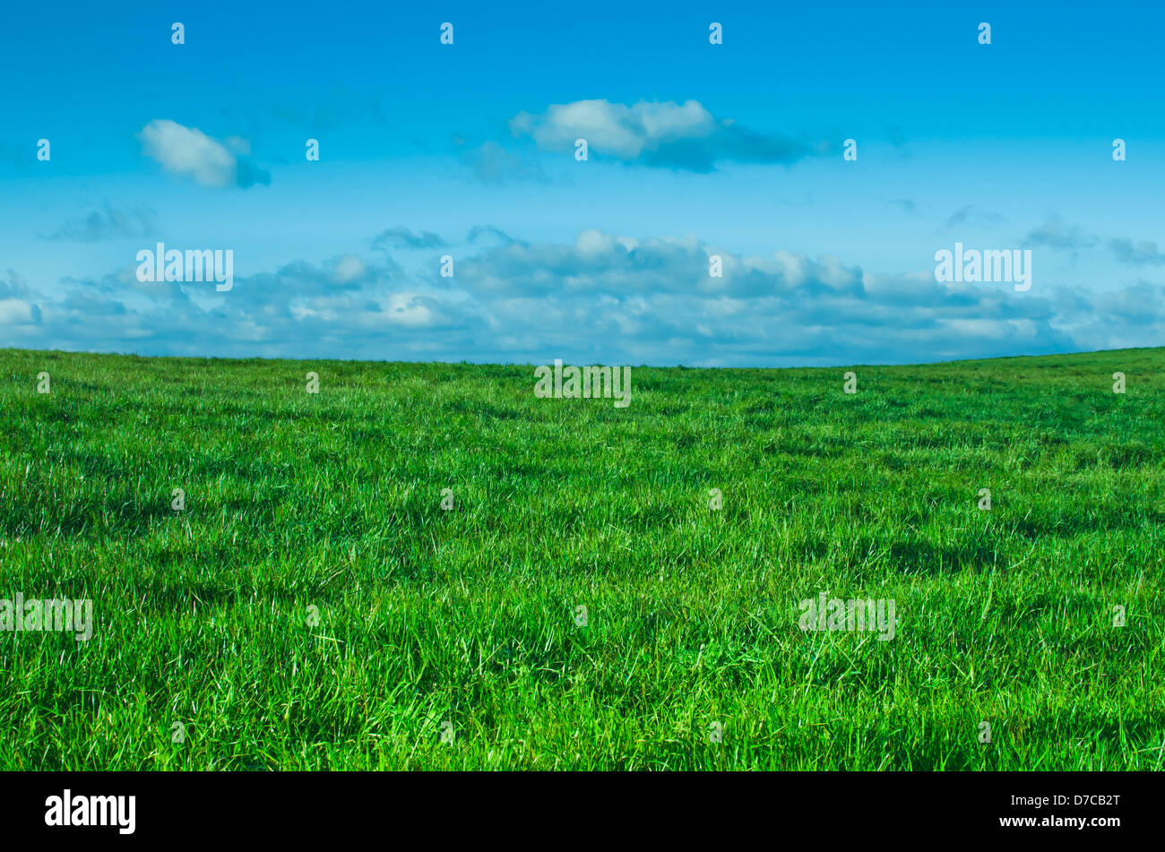 Spring landscape with green field and blue sky Stock Photo - Alamy