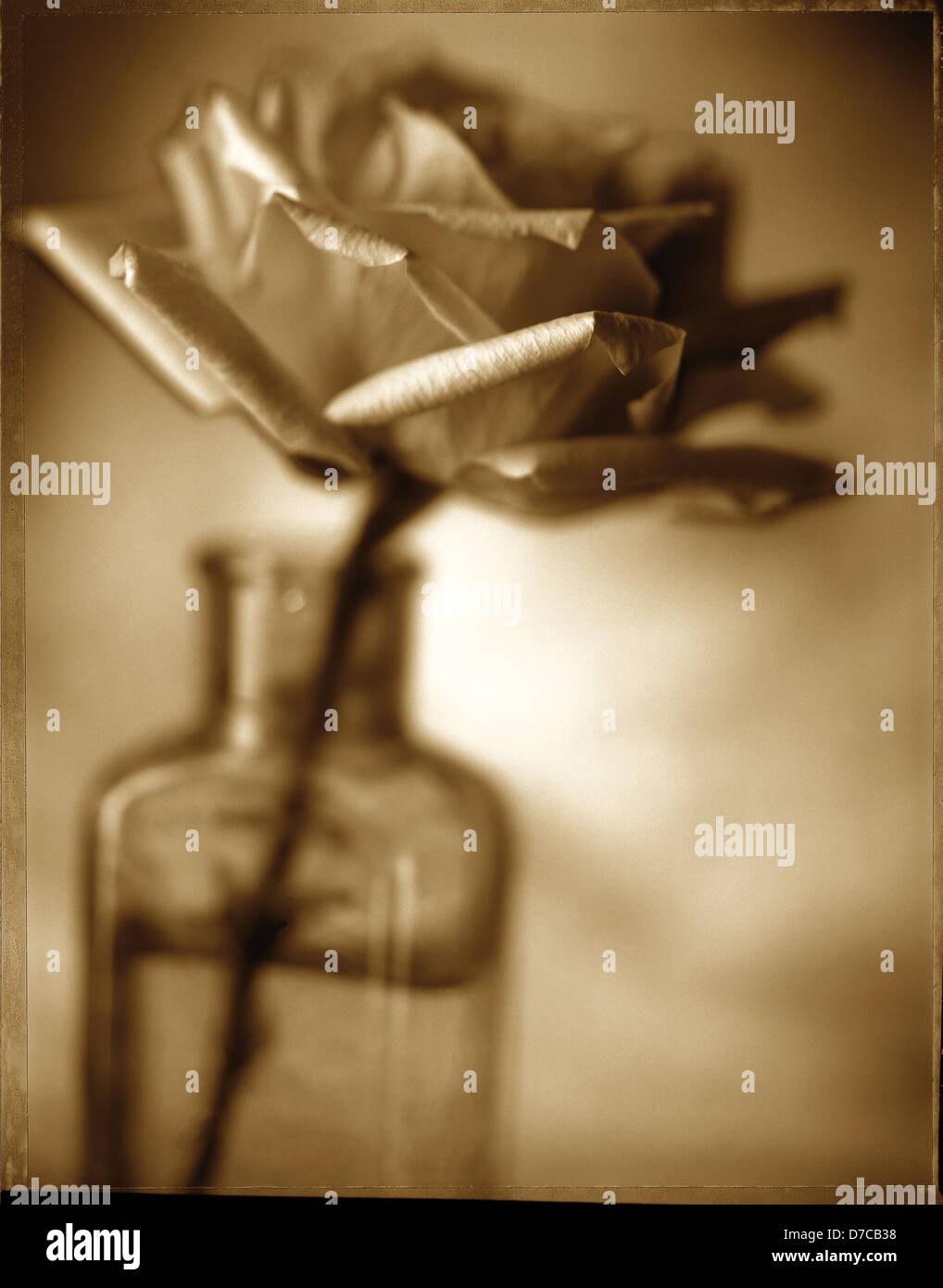 Rose study hi-res stock photography and images - Alamy