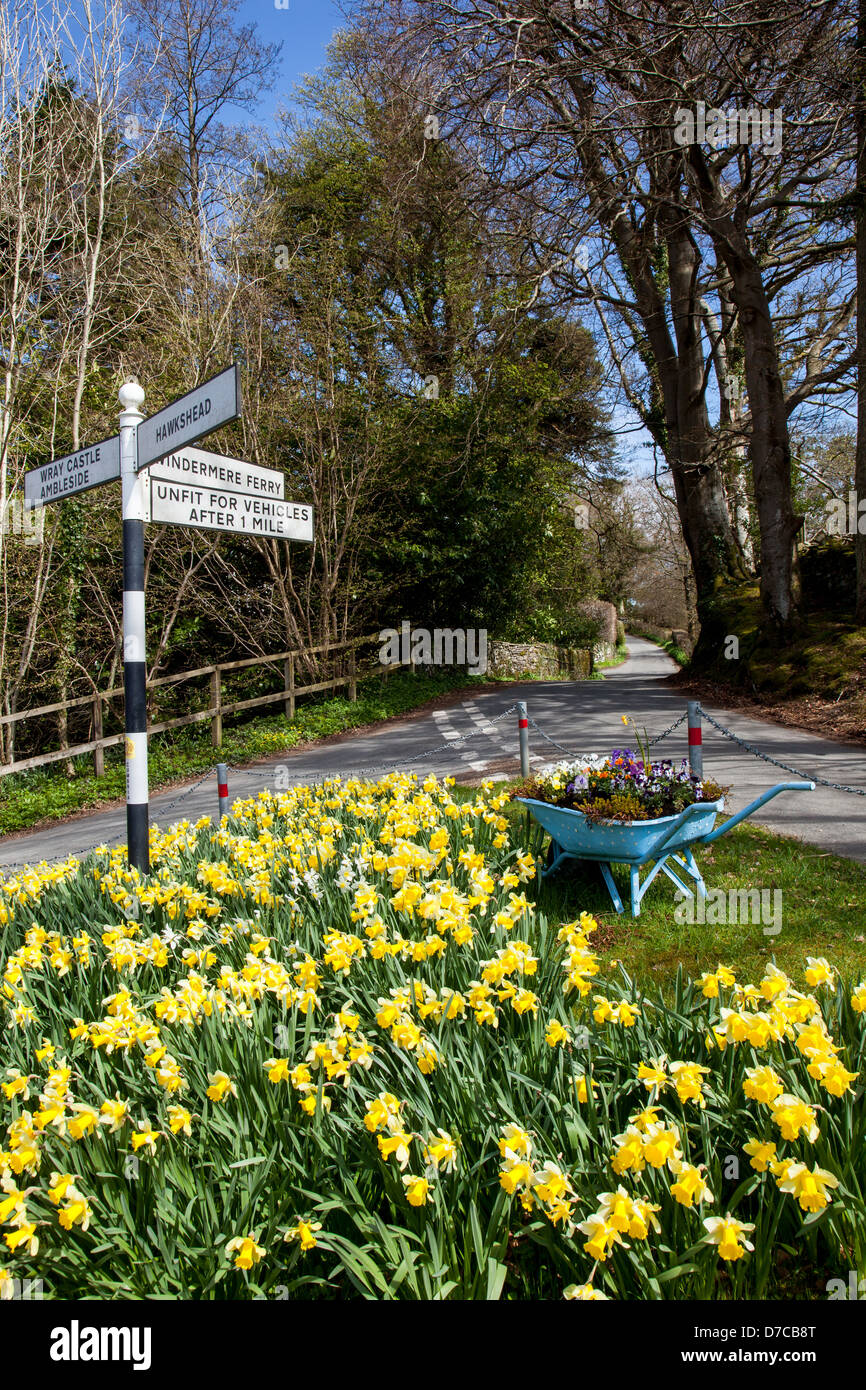 Daffodils in full bloom at a road junction in High Wray, near Ambleside ...