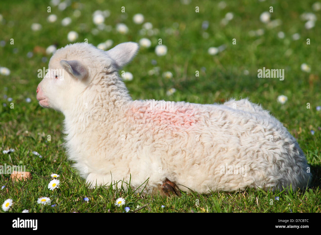 Newborn lamb hi-res stock photography and images - Alamy
