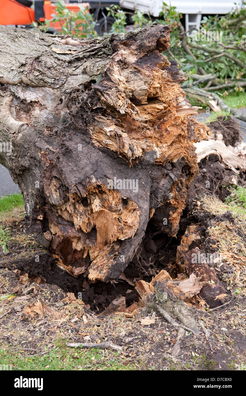 Rotten tree hi-res stock photography and images - Alamy