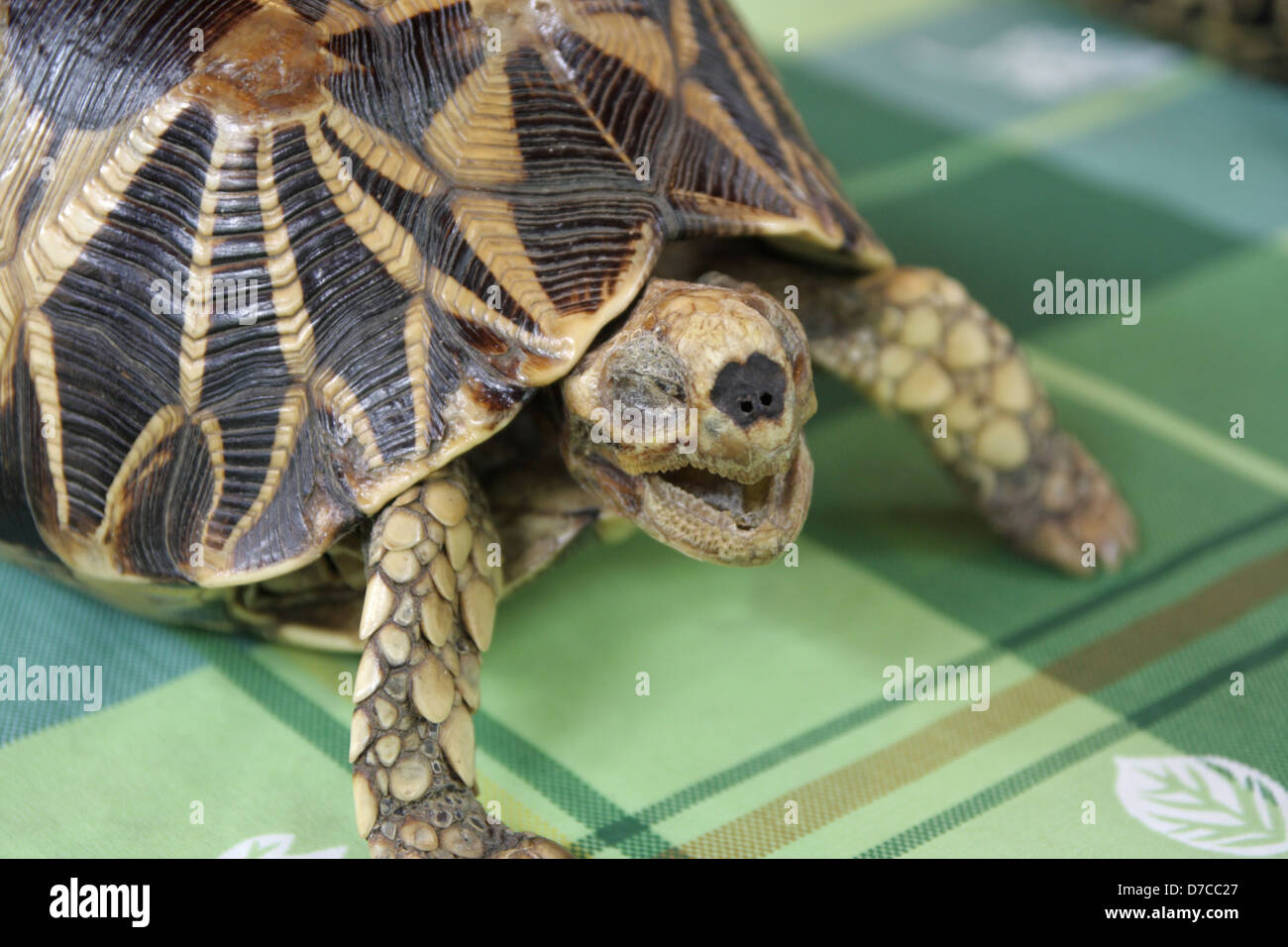 Indian star tortoise Stock Photo - Alamy
