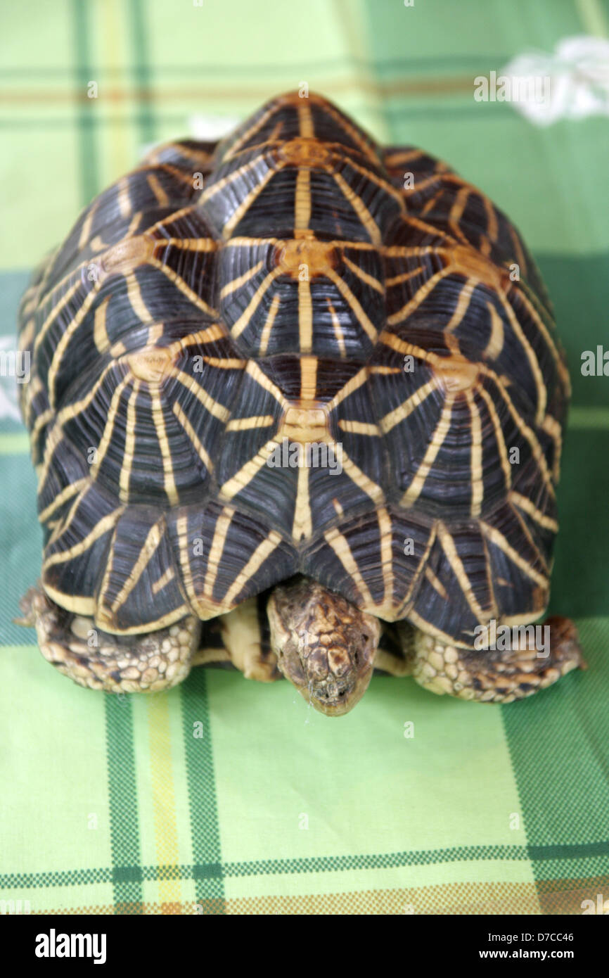 Indian star tortoise Stock Photo - Alamy