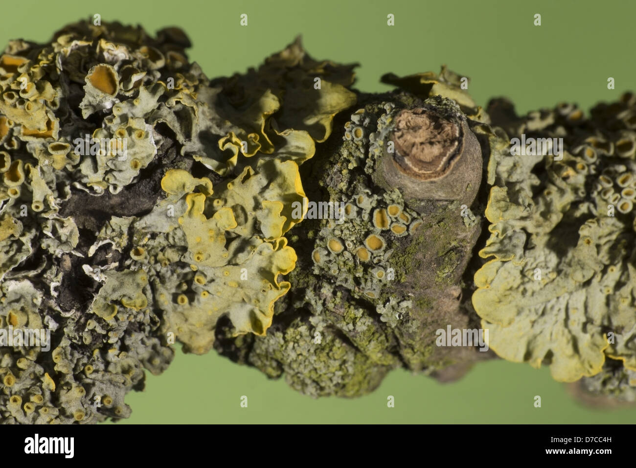 Lichen tree hi-res stock photography and images - Alamy